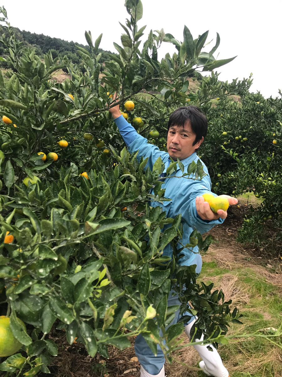 佐賀県の川崎さんから今年も幻の果実「ジャバラ」が届いています！ │ SUNSHINE JUICE