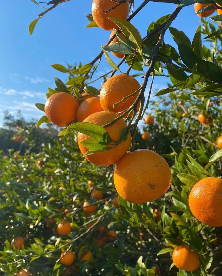 屋久島のマヒマナさんから無農薬無肥料栽培のタンカンが届きました！ │ SUNSHINE JUICE